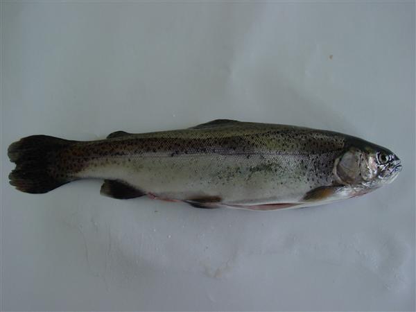 Hele forel - Rauwe vis - 100% verse - Forel van Ardennen - Gabriel